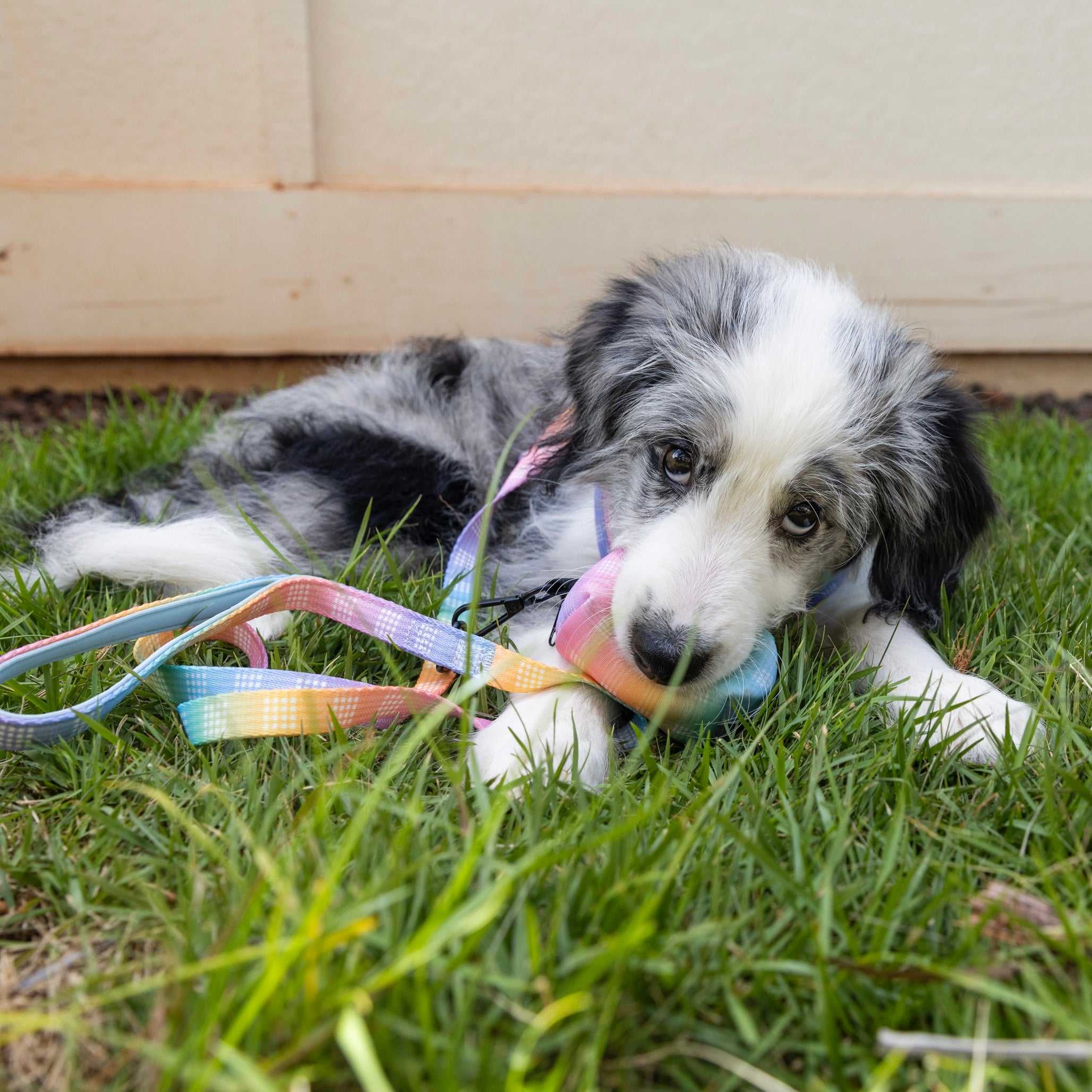 SALE!! Coopmonsters Ānuenue Palaka Bundle – coopmonsters